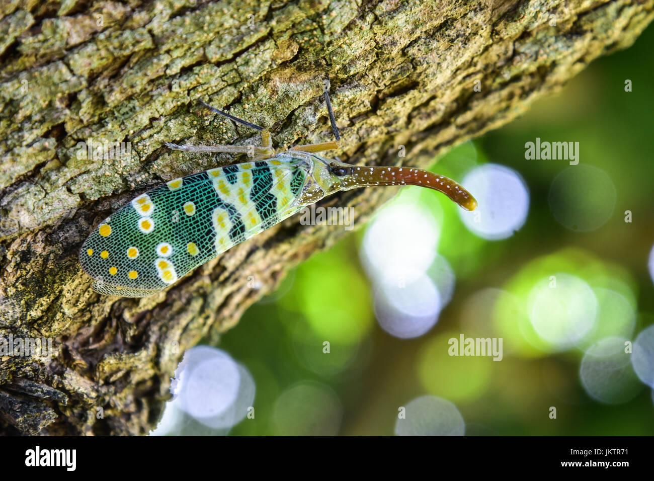 Lantern fly insect on tree with green background in nature Stock Photo ...