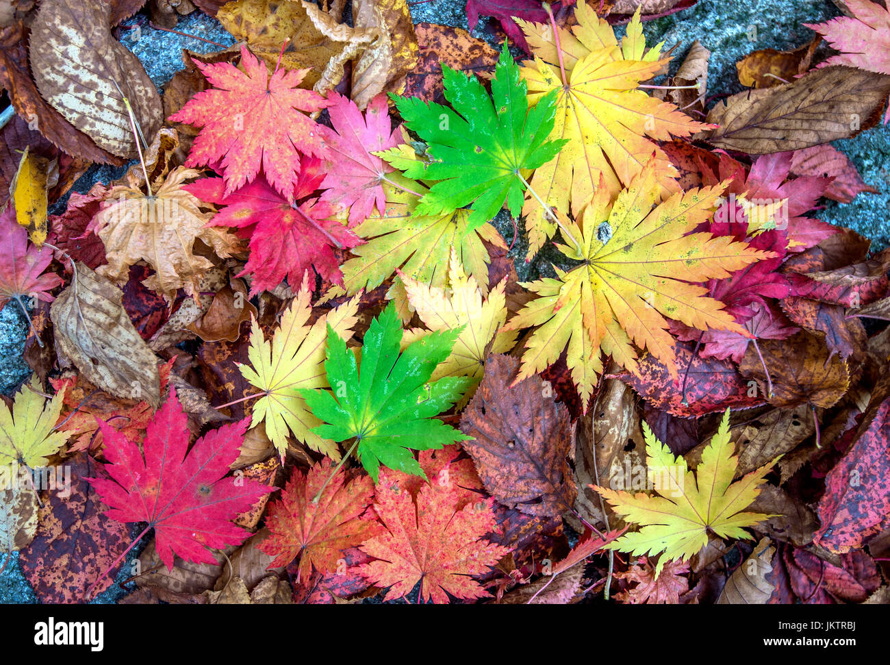 Autumn at korea hi-res stock photography and images - Alamy