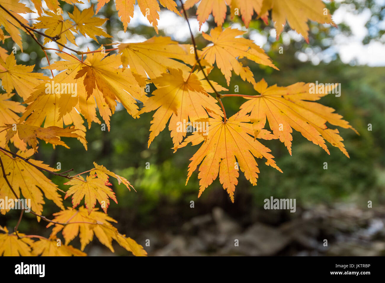 Autumn at korea hi-res stock photography and images - Alamy