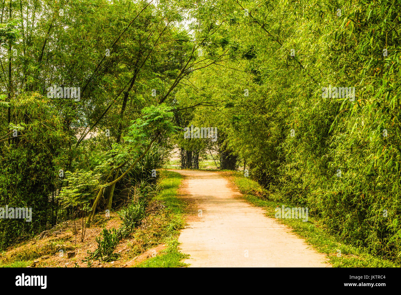 Beauty of bamboo trees hi-res stock photography and images - Alamy