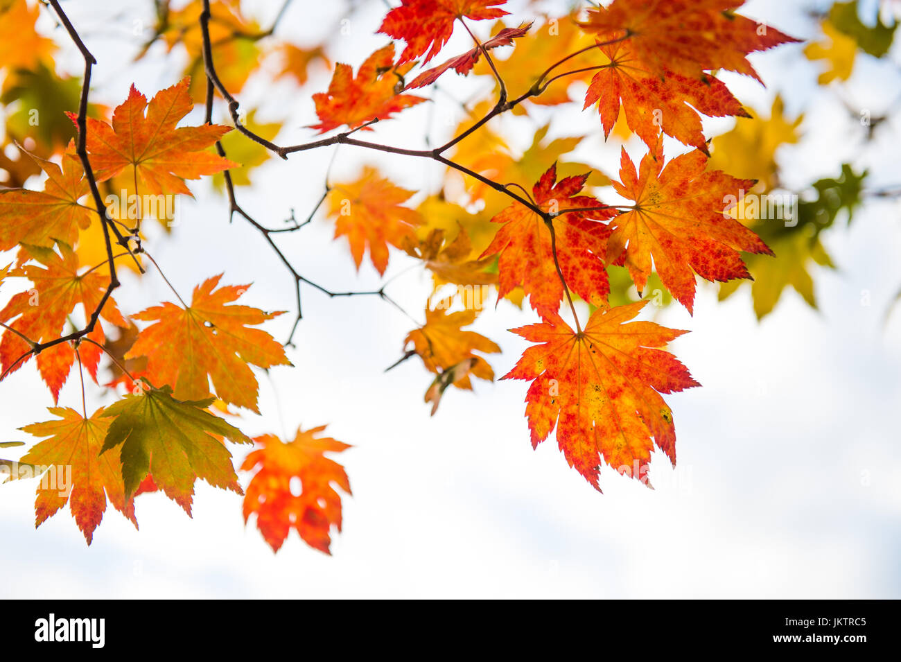 Autumn at korea hi-res stock photography and images - Alamy