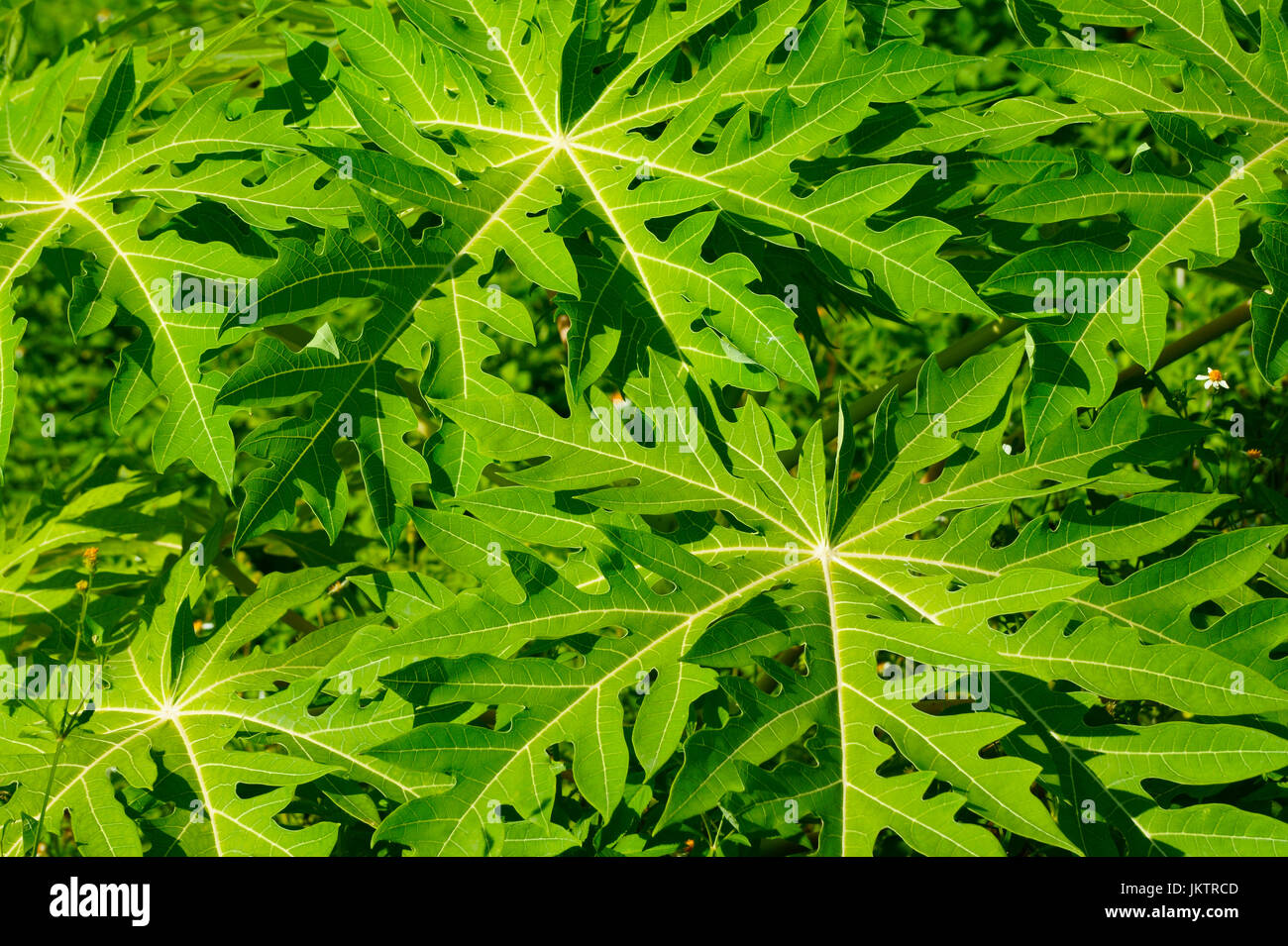 Natural background of green leaves Stock Photo - Alamy