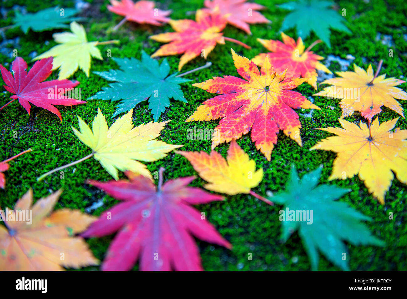 Maple leaf in autumn in korea Stock Photo - Alamy