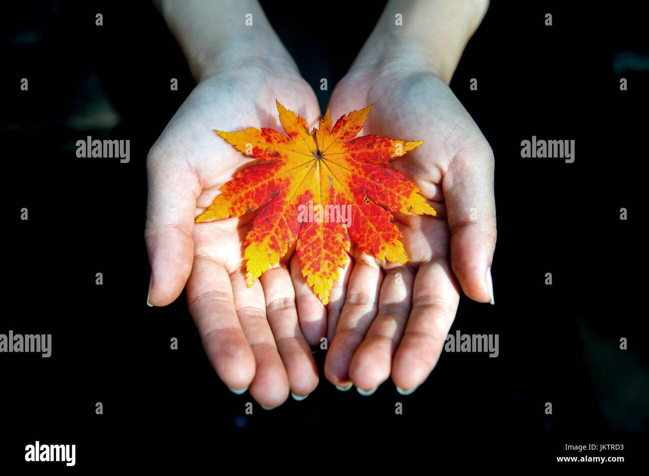 Girl maple tree hi-res stock photography and images - Alamy