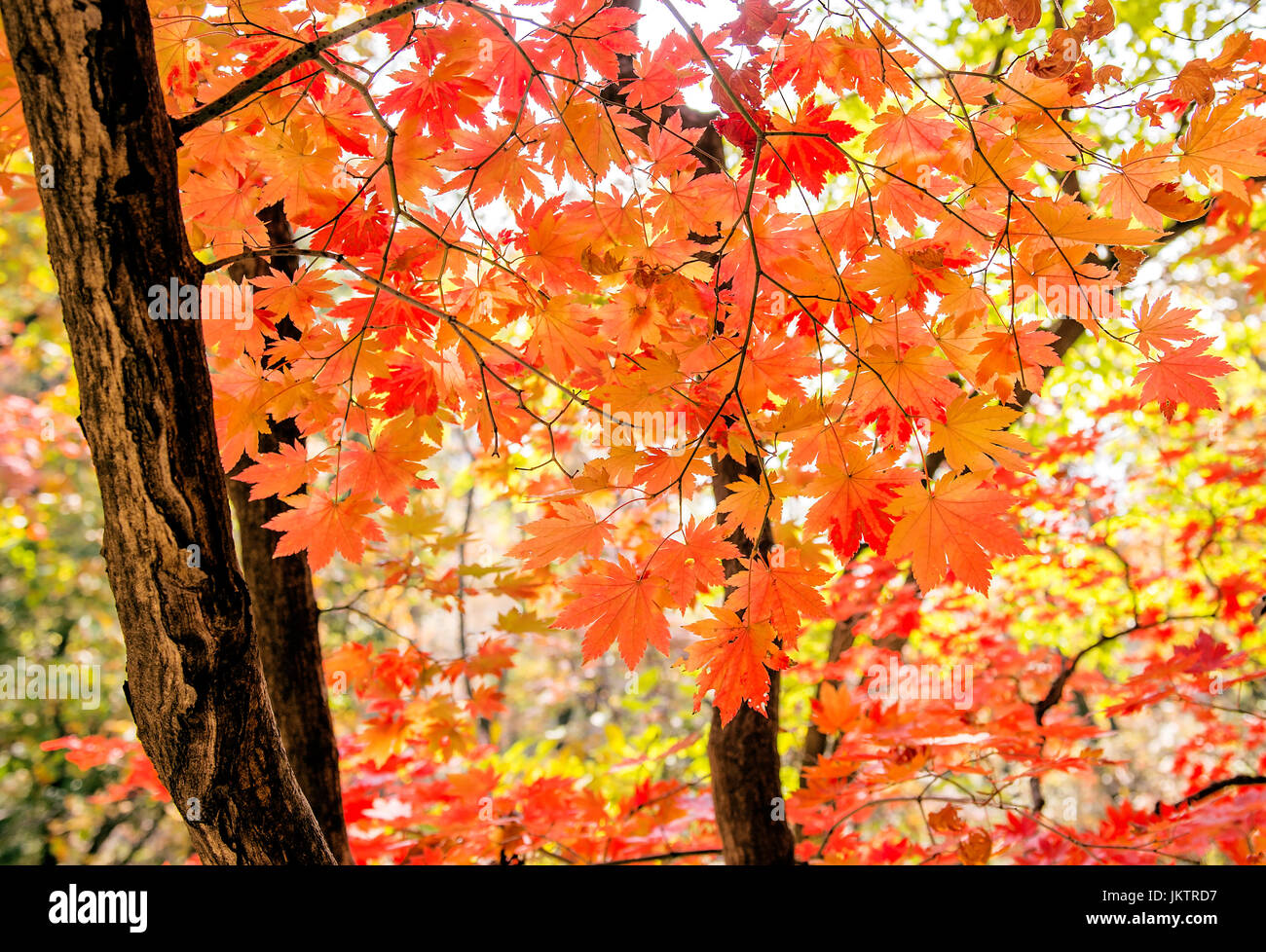 Maple leaf in autumn in korea,Autumn background.(Soft focus Stock Photo ...