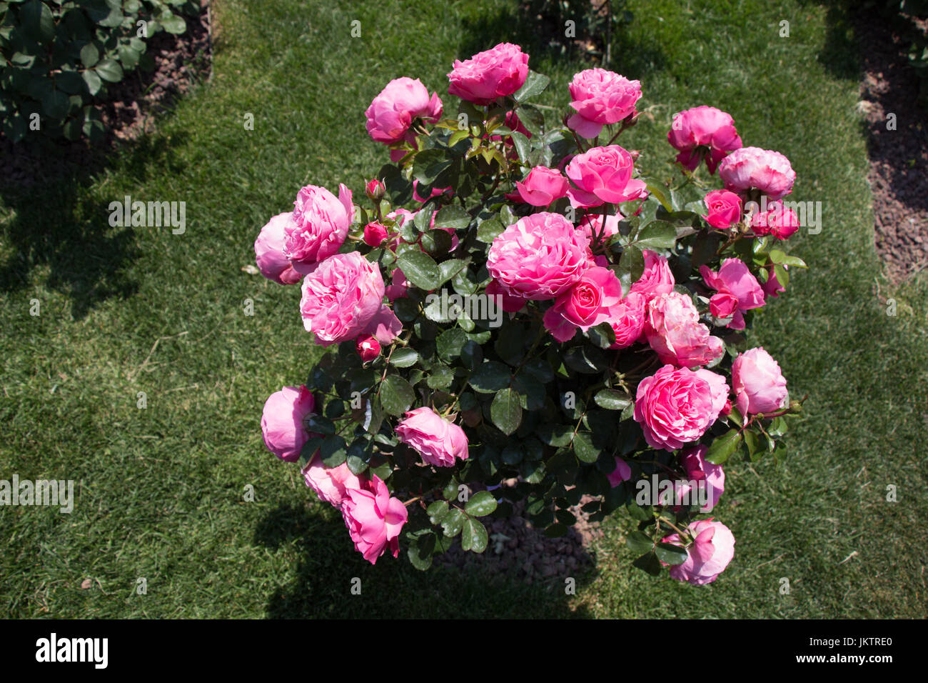 Rose tree with pink roses in a rose garden Stock Photo - Alamy