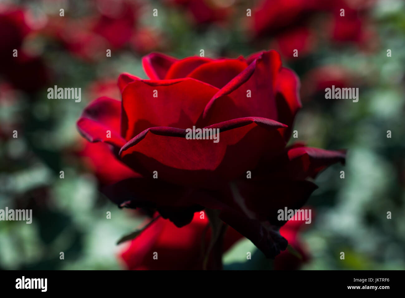 Beautiful colorful Rose Flower on garden background Stock Photo - Alamy