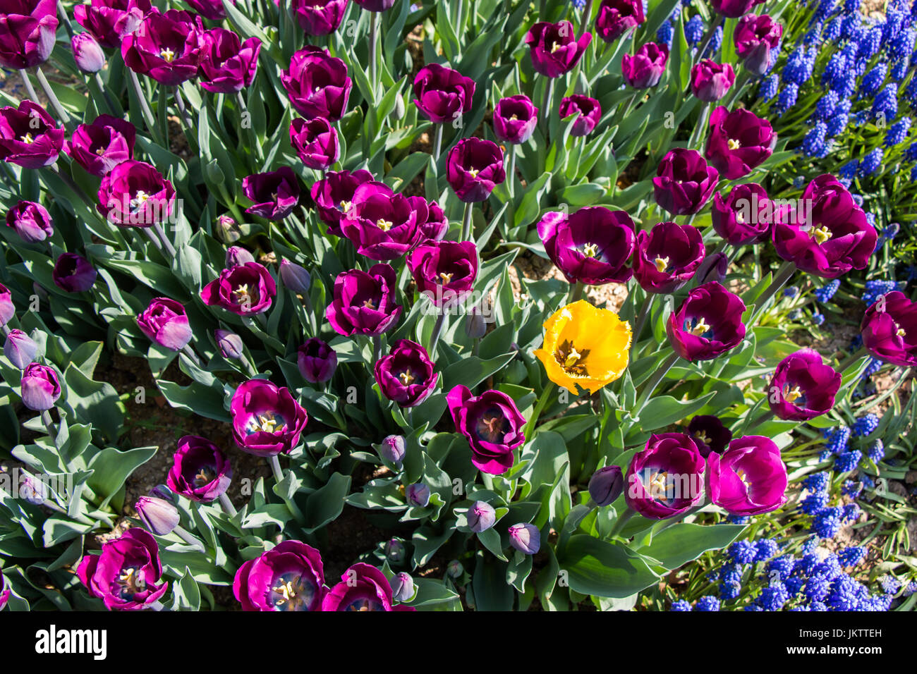 Tulip Flowers Blooming in Spring Season Stock Photo - Alamy