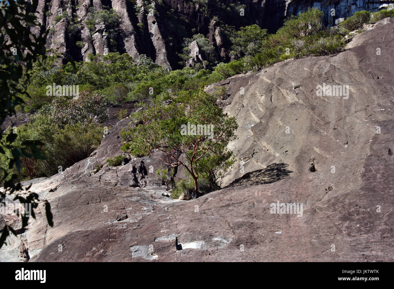 Australian tree in Beerwah, Glass House Mountains, Sunshine Coast ...