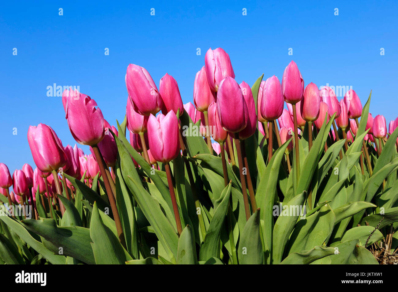 Tulpenfeld hi-res stock photography and images - Alamy