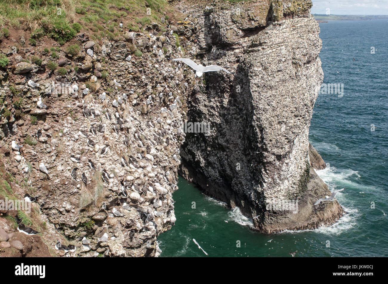 Seabirds cover the cliffs at Fowlsheugh RSPB Nature Reserve near ...