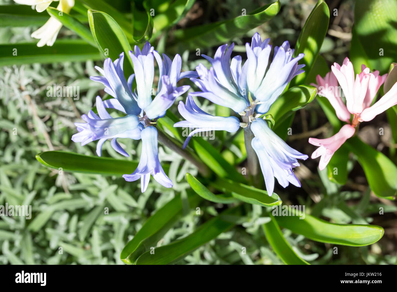 Colorful spring flowers in the garden. Top view Stock Photo - Alamy
