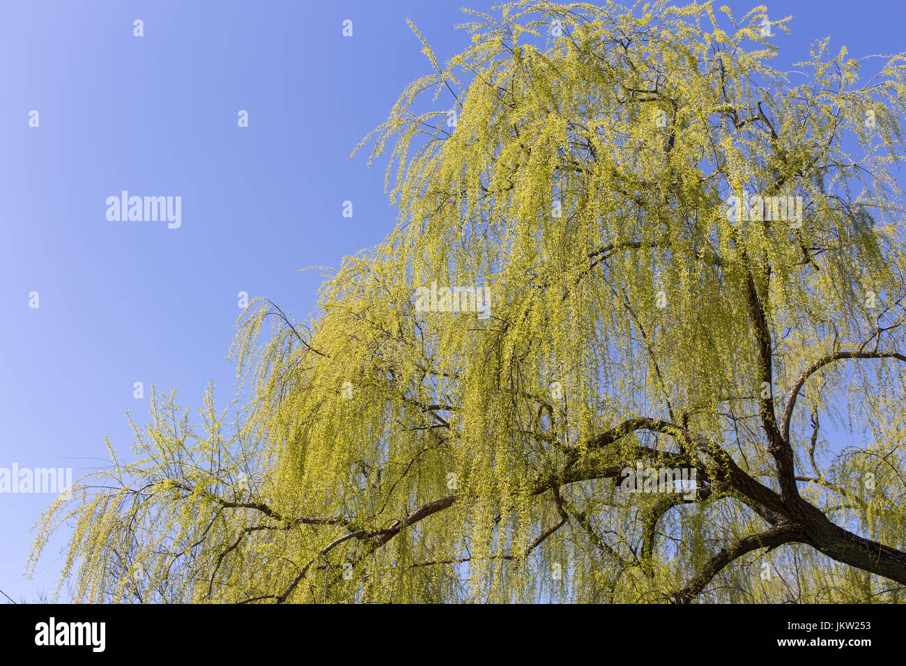 Bottom view of a tall willow with blue sky as a background Stock Photo ...