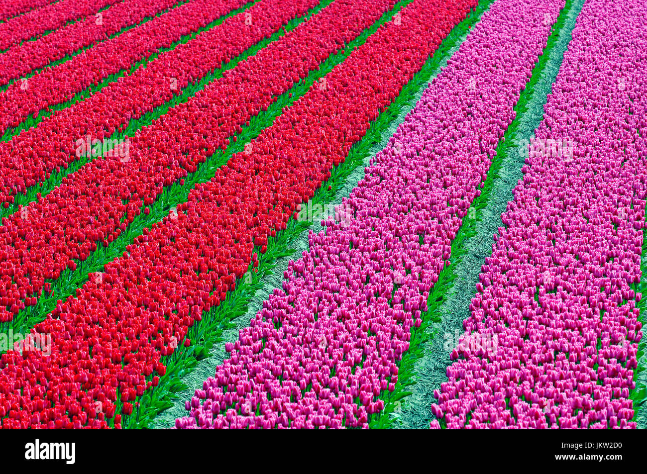Field of Tulips near Lisse, Netherlands / (Tulipa spec.) | Tulpenfeld ...