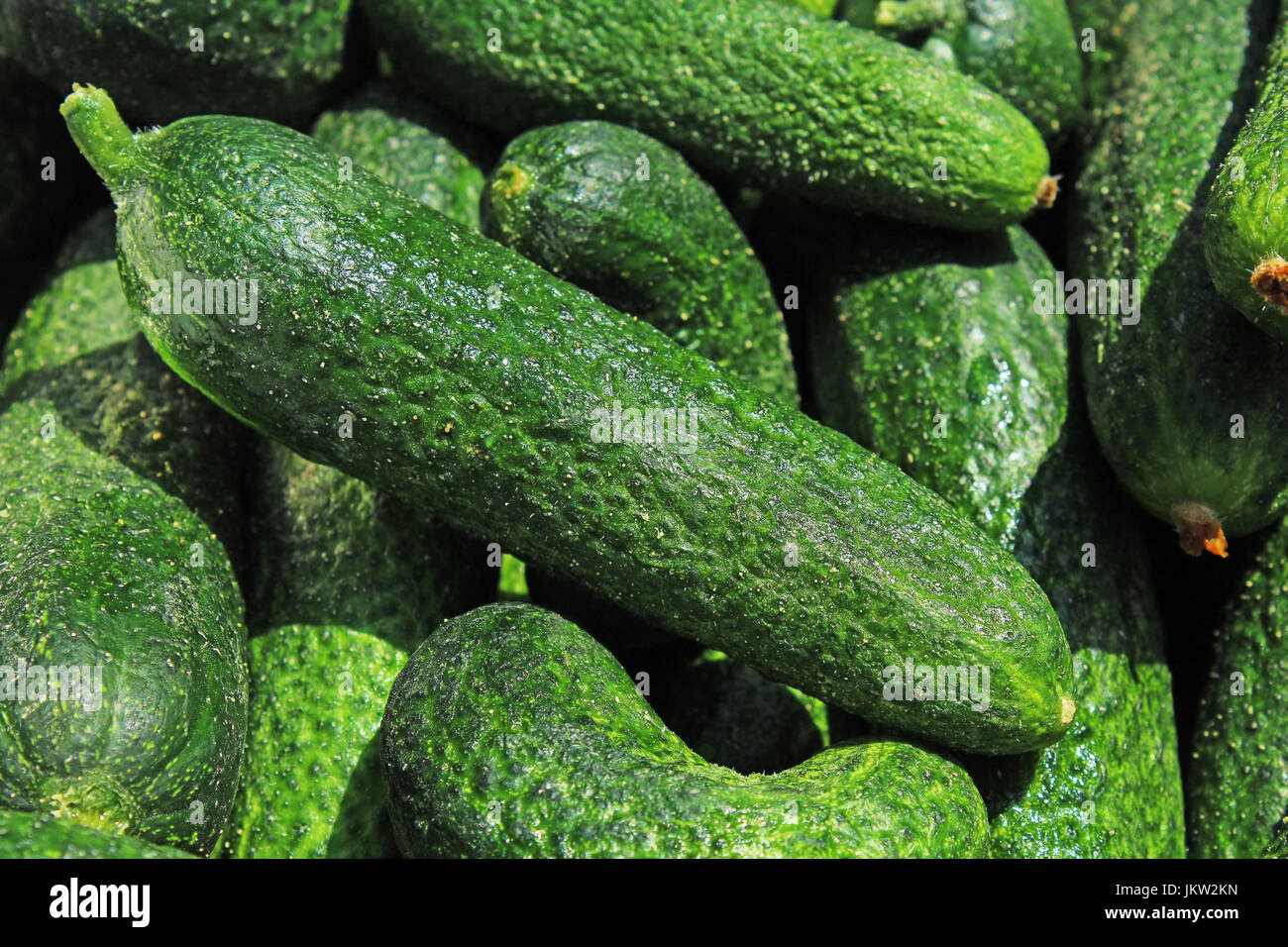 Green cucumber. Pickle pickles pickled cucumber. Raw Stock Photo - Alamy