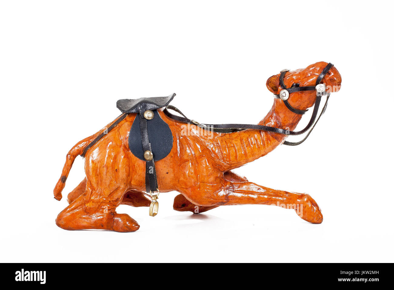 Camel on isolated white studio background Stock Photo - Alamy