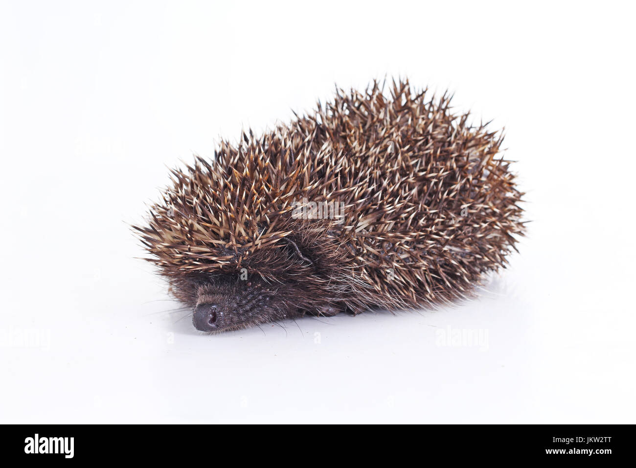 Wild hedgehog on isolated white studio background. Hedgehog cutout cut ...