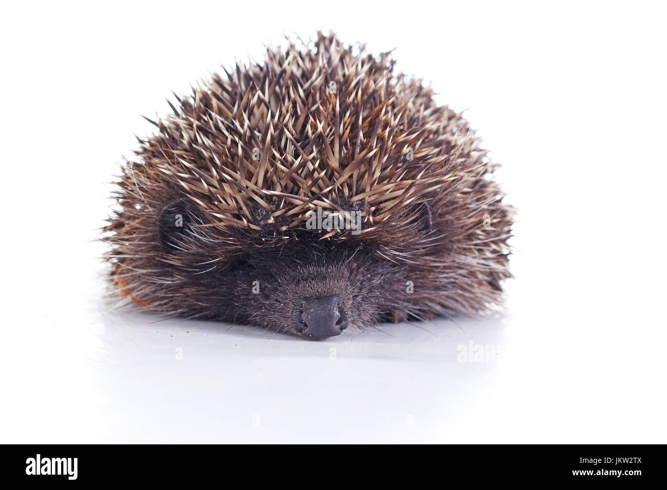 Wild hedgehog on isolated white studio background. Hedgehog cutout cut ...