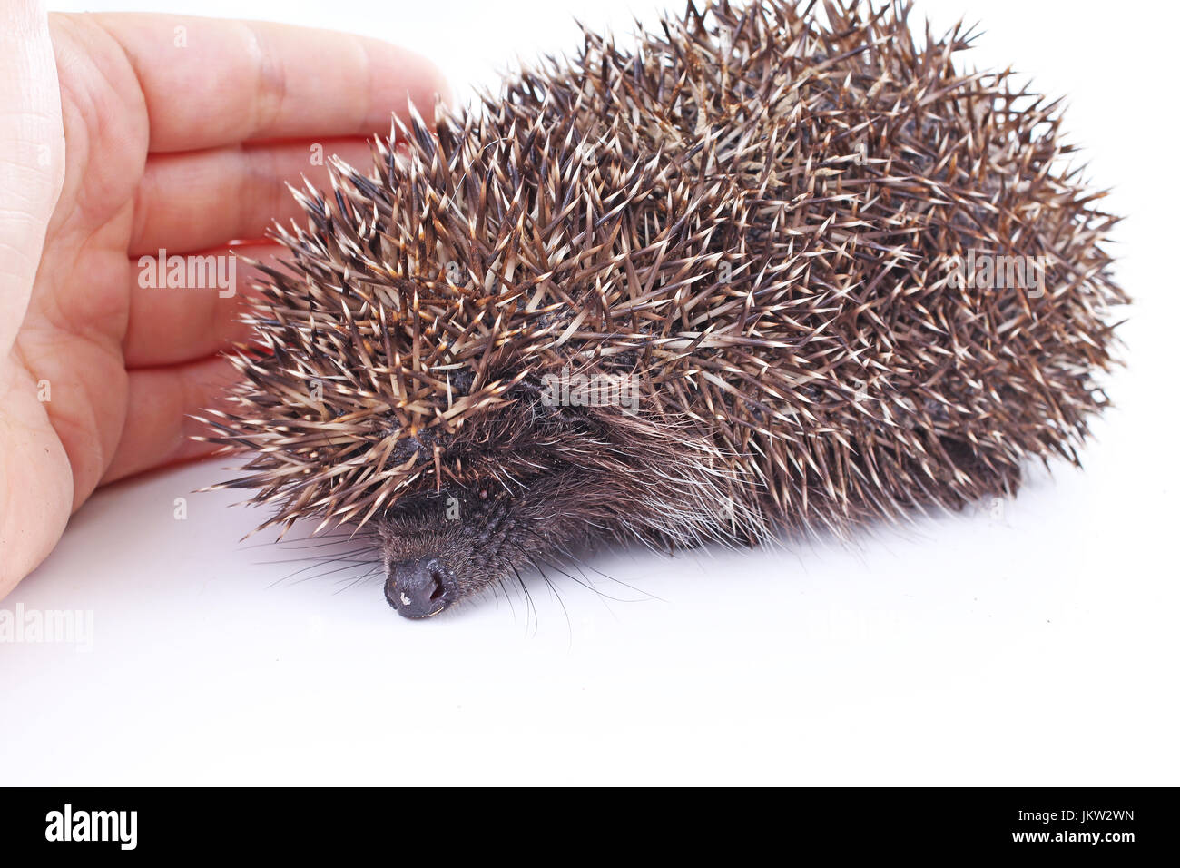Wild hedgehog on isolated white studio background. Hedgehog cutout cut ...