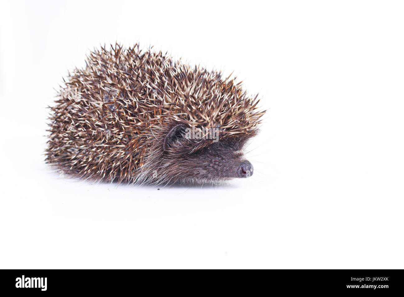 Wild hedgehog on isolated white studio background. Hedgehog cutout cut ...