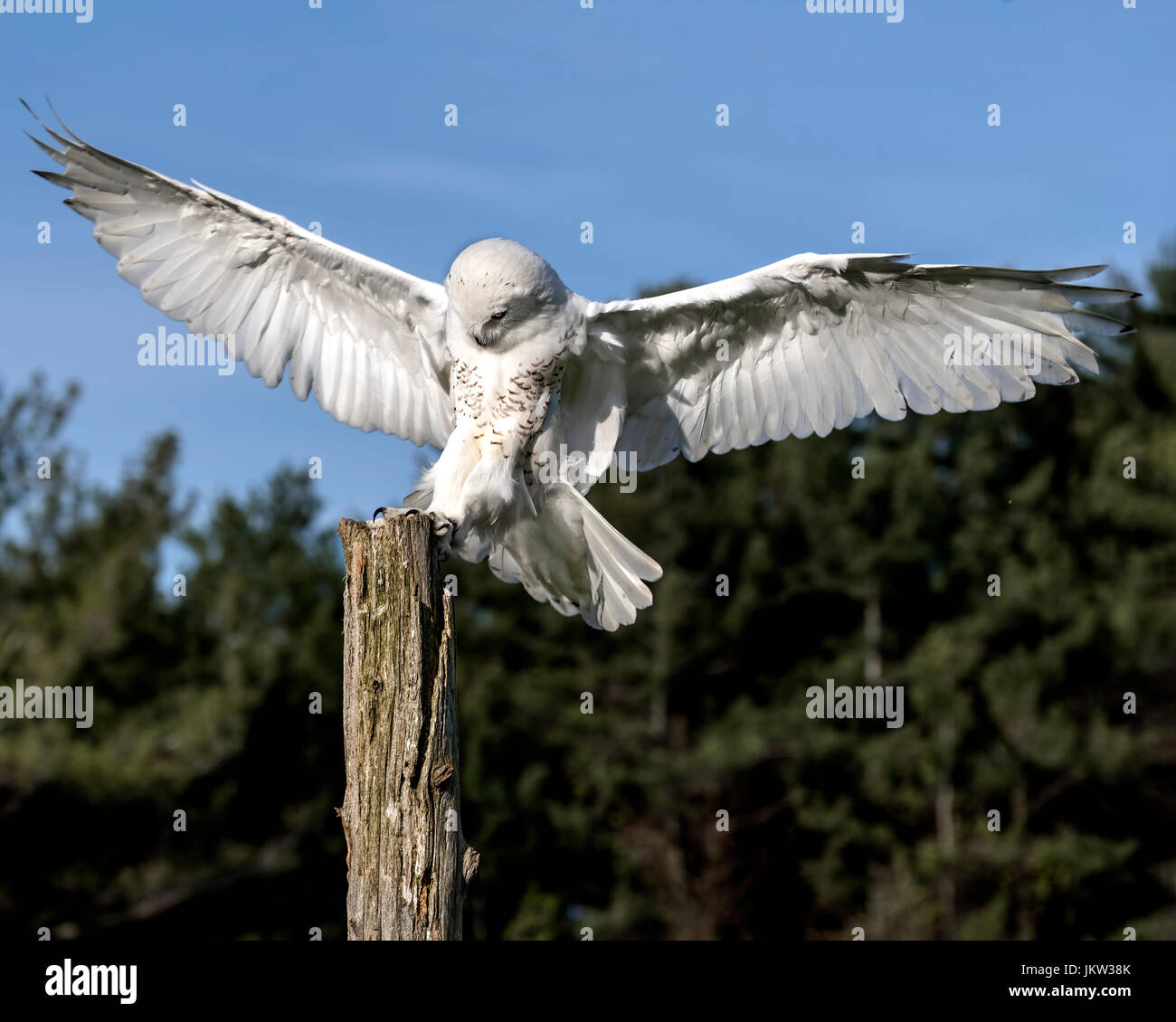Canadian raptor conservancy hi-res stock photography and images - Alamy