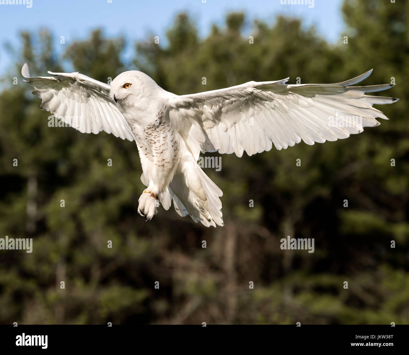 Snowy Owl Canadian Raptor Conservancy Stock Photo - Alamy