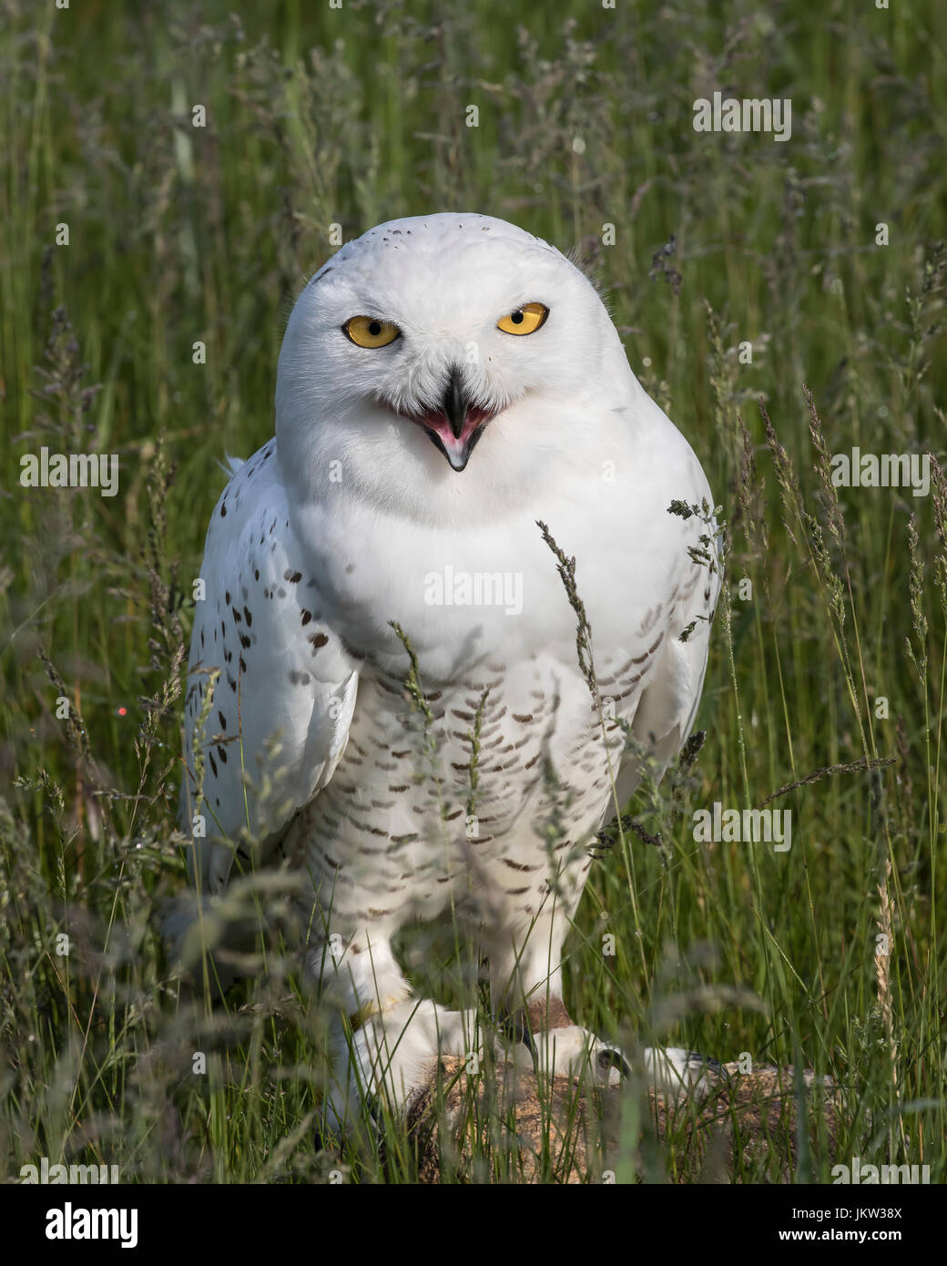 Snowy Owl Canadian Raptor Conservancy Stock Photo - Alamy