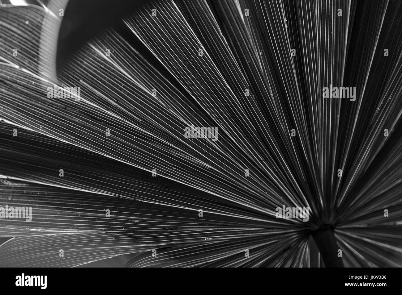 Lines of plants Black and White Stock Photos & Images - Alamy