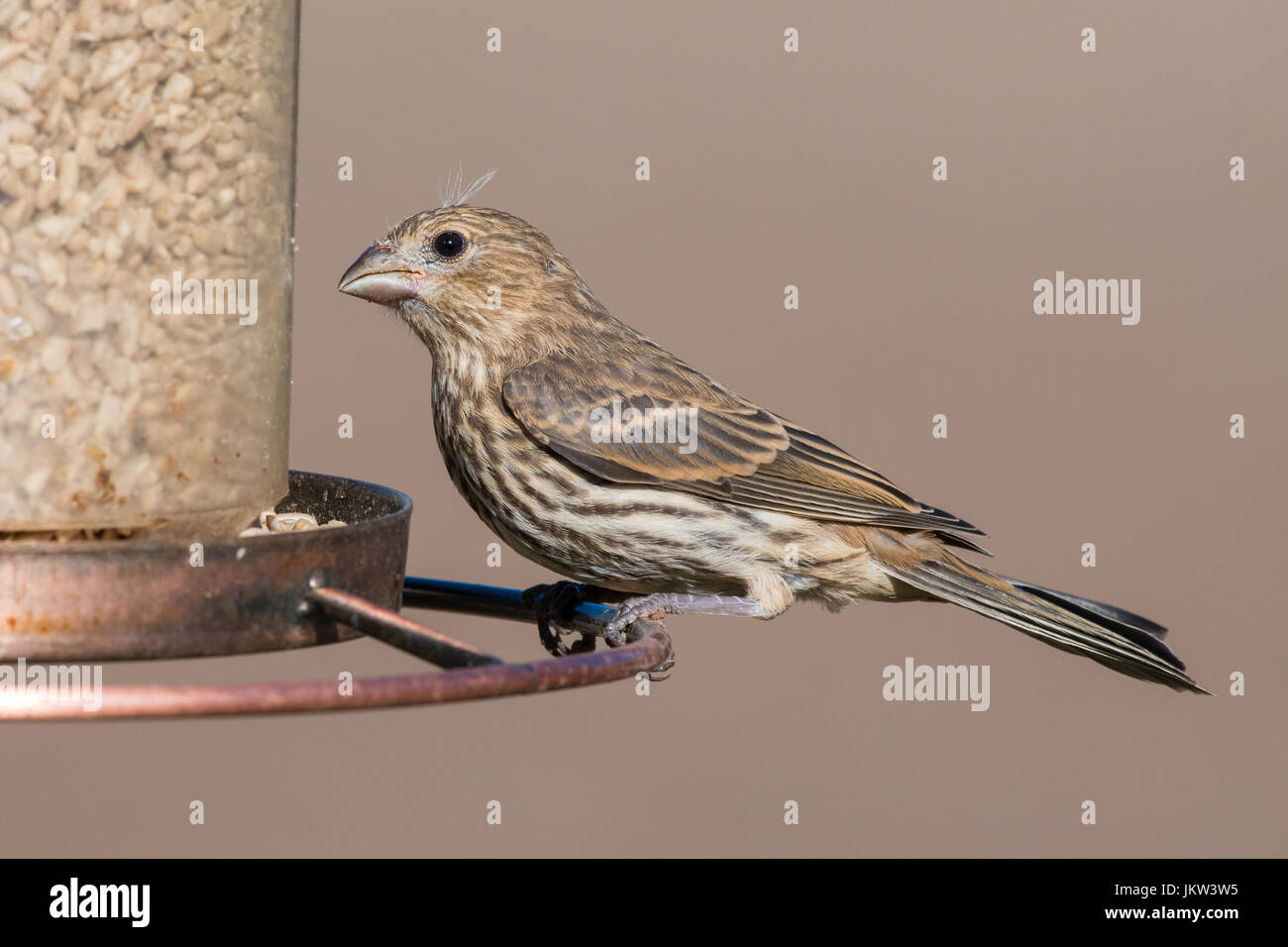 Female House Finch (Haemorhous mexicanus) eating from a backyard bird ...