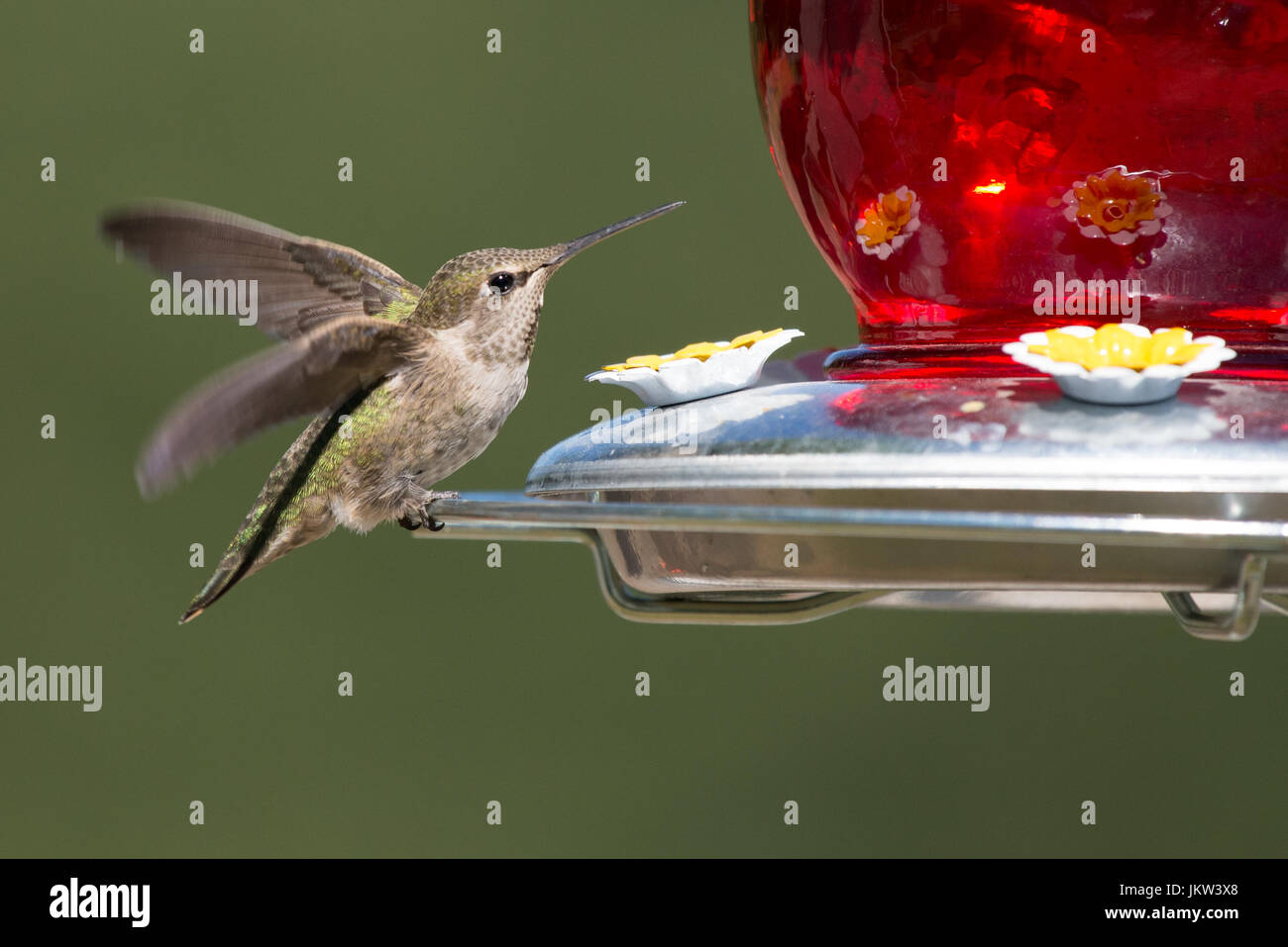 Female anna hummingbird hi-res stock photography and images - Alamy
