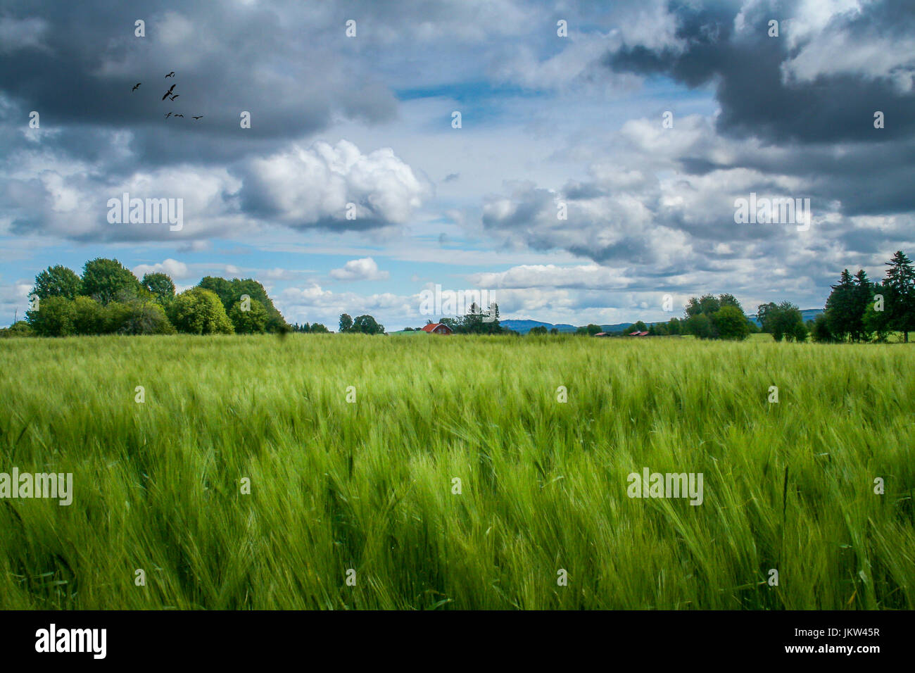 wheat in Sweden Stock Photo - Alamy