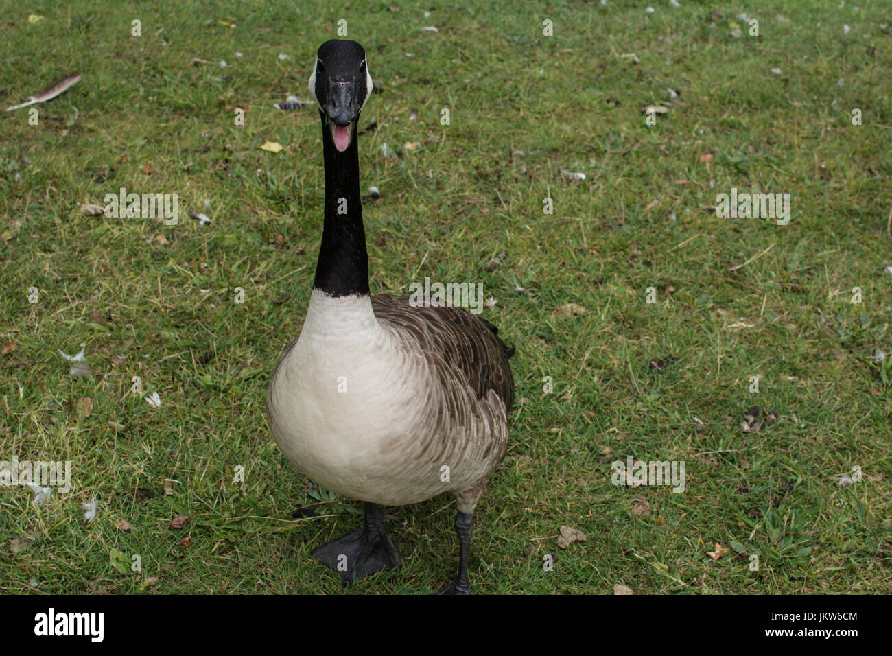 Canada goose Billing Aquadrome Northampton England geese animal pretty ...