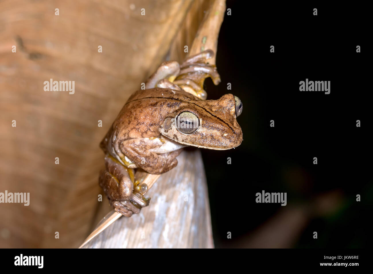 Gladiator tree frog hi-res stock photography and images - Alamy