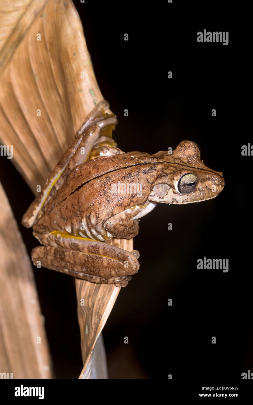 Rosenberg's Gladiator Frog, “Hypsiboas rosenbergi”-Greentique Wildlife ...