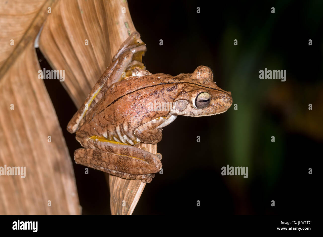 Gladiator tree frog hi-res stock photography and images - Alamy