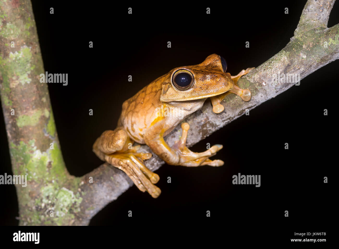 Rosenberg's Gladiator Frog, “Hypsiboas rosenbergi”-Greentique Wildlife ...