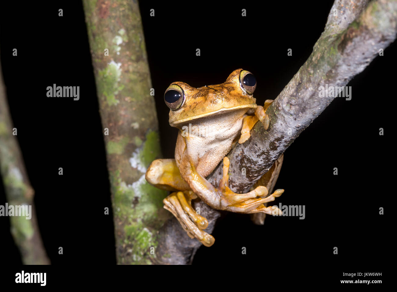 Gladiator tree frog hi-res stock photography and images - Alamy