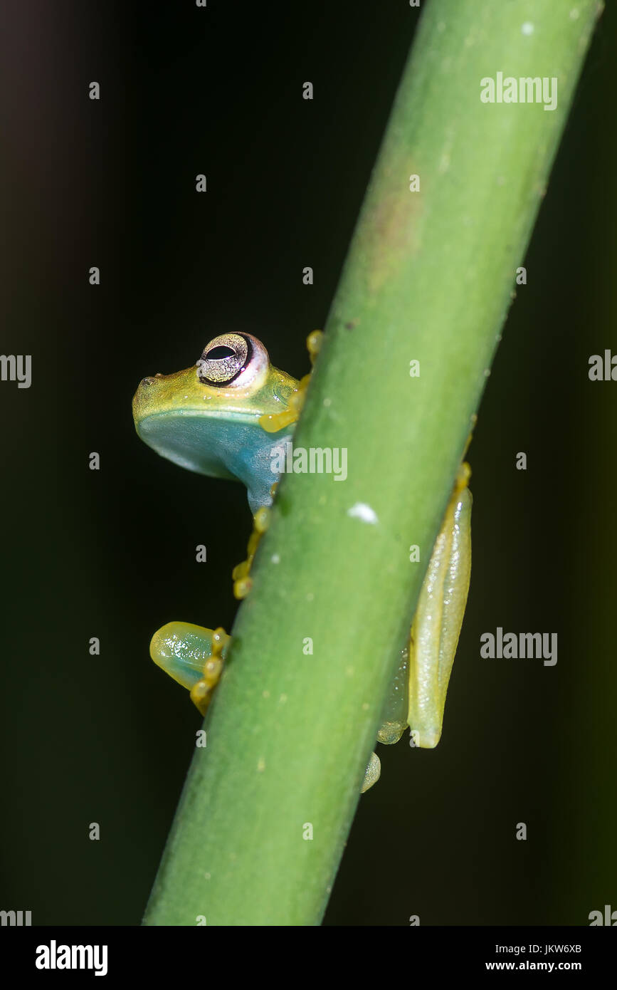 Gladiator tree frog hi-res stock photography and images - Alamy