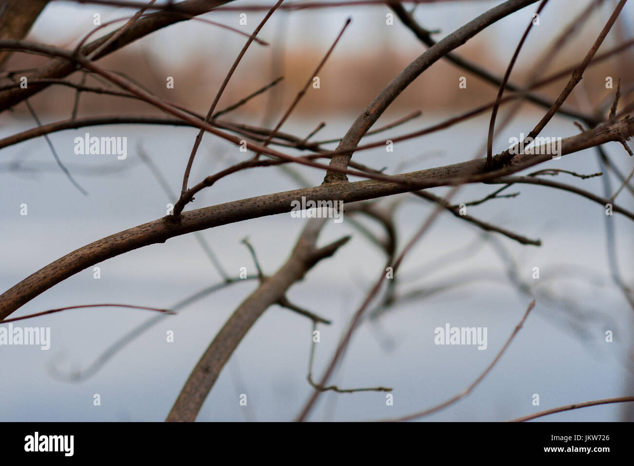brunch of tree in dry season, background is blue sky Stock Photo - Alamy