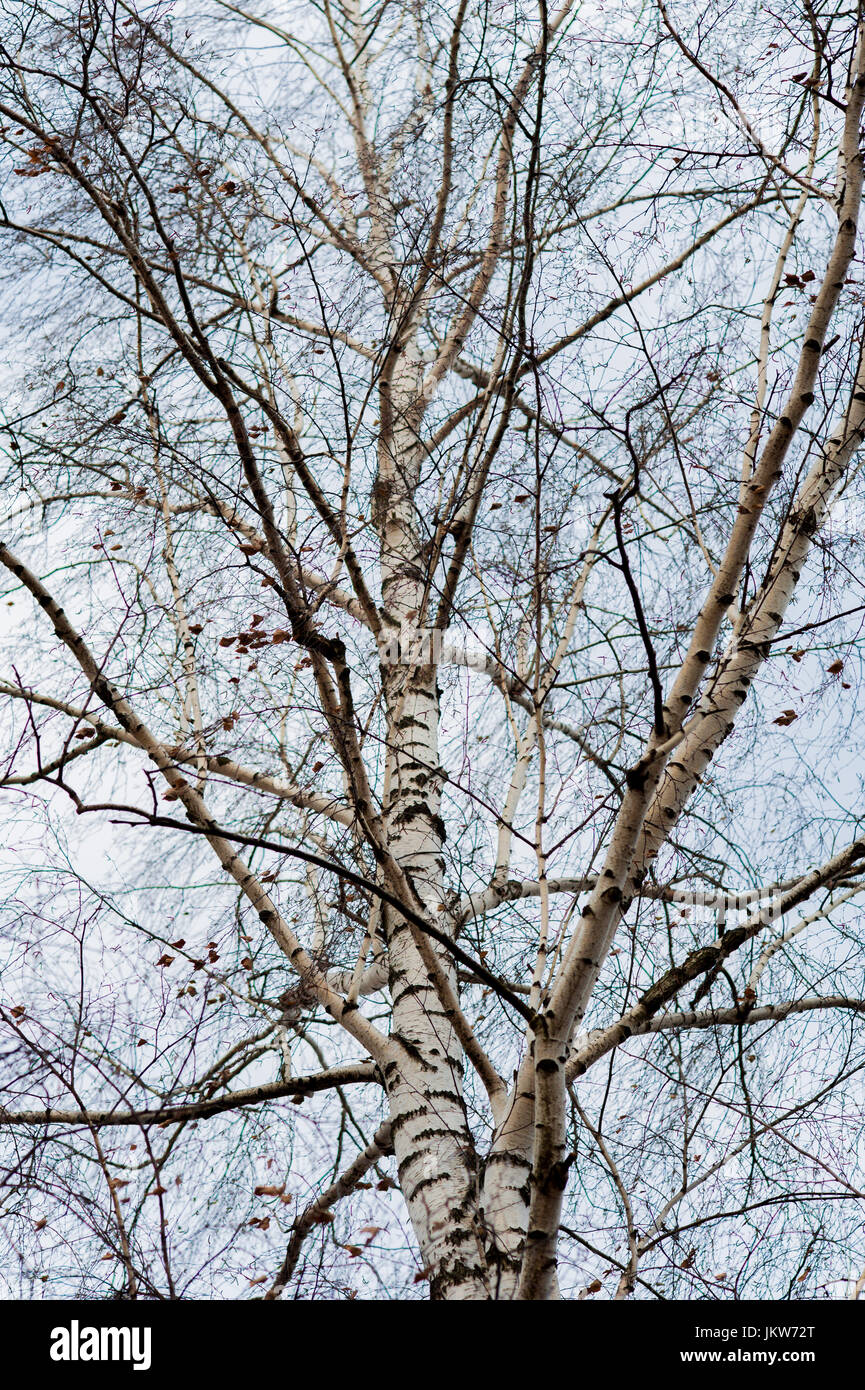 brunch of tree in dry season, background is blue sky Stock Photo - Alamy