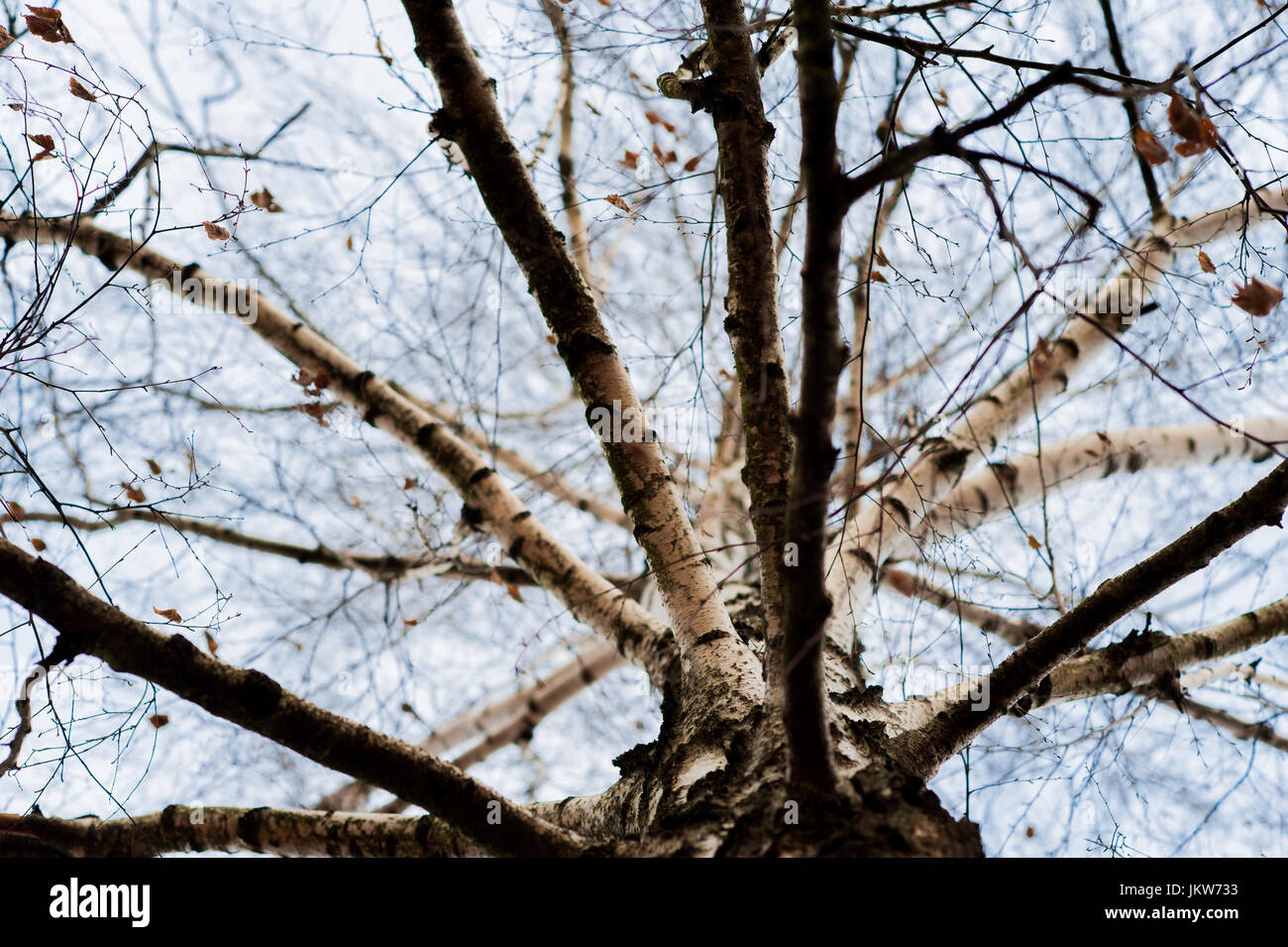 brunch of tree in dry season, background is blue sky Stock Photo - Alamy