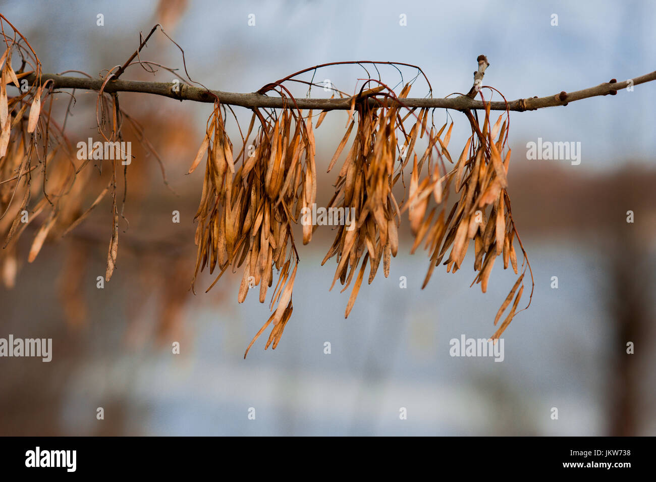 brunch of tree in dry season, background is blue sky Stock Photo - Alamy
