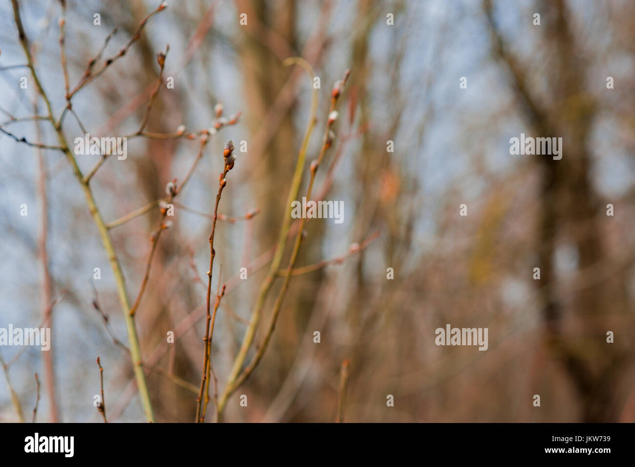 brunch of tree in dry season, background is blue sky Stock Photo - Alamy