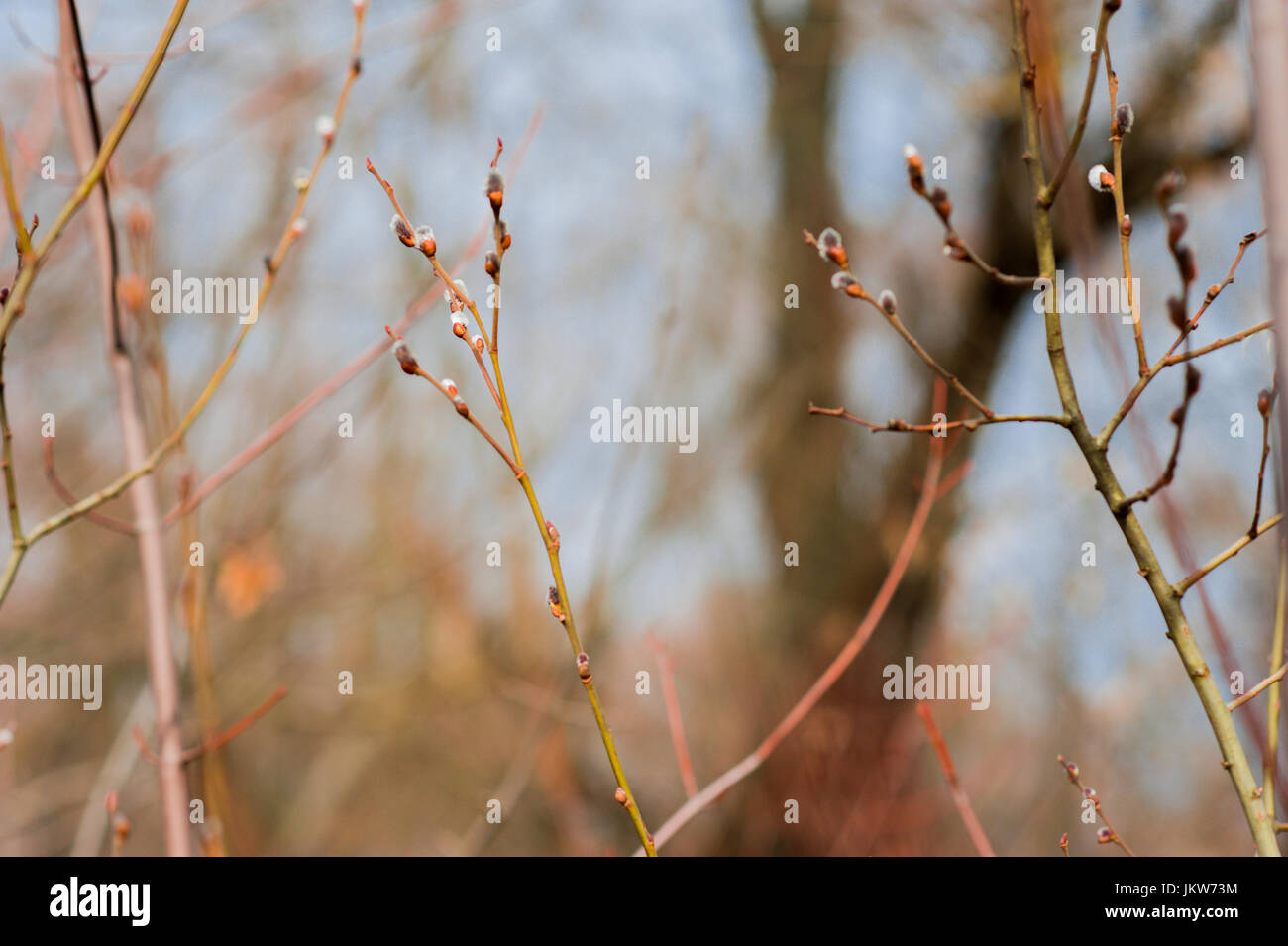 brunch of tree in dry season, background is blue sky Stock Photo - Alamy