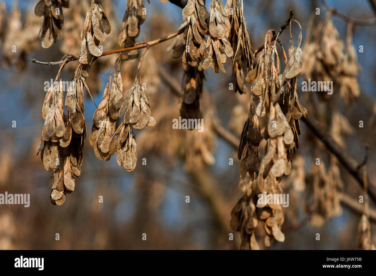 brunch of tree in dry season, background is blue sky Stock Photo - Alamy