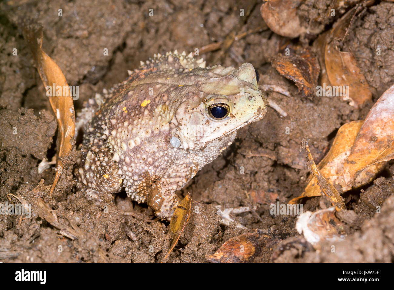 Green Climbing Toad, “Incilius coniferus”-Costa Rica Stock Photo - Alamy