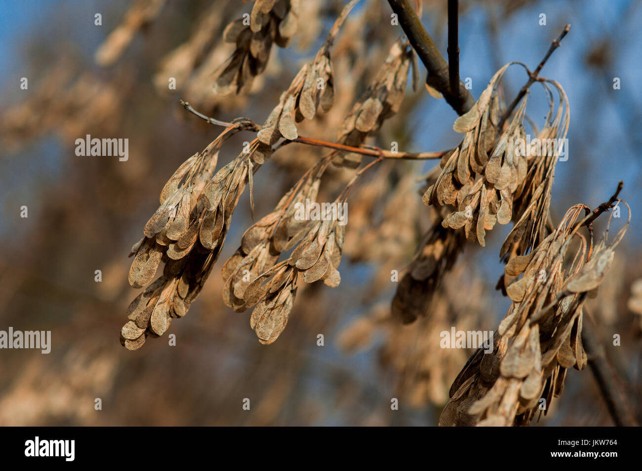 brunch of tree in dry season, background is blue sky Stock Photo - Alamy