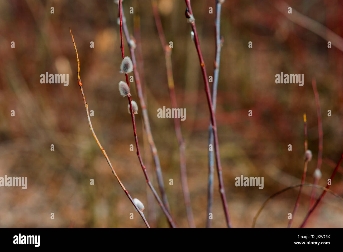 brunch of tree in dry season, background is blue sky Stock Photo - Alamy