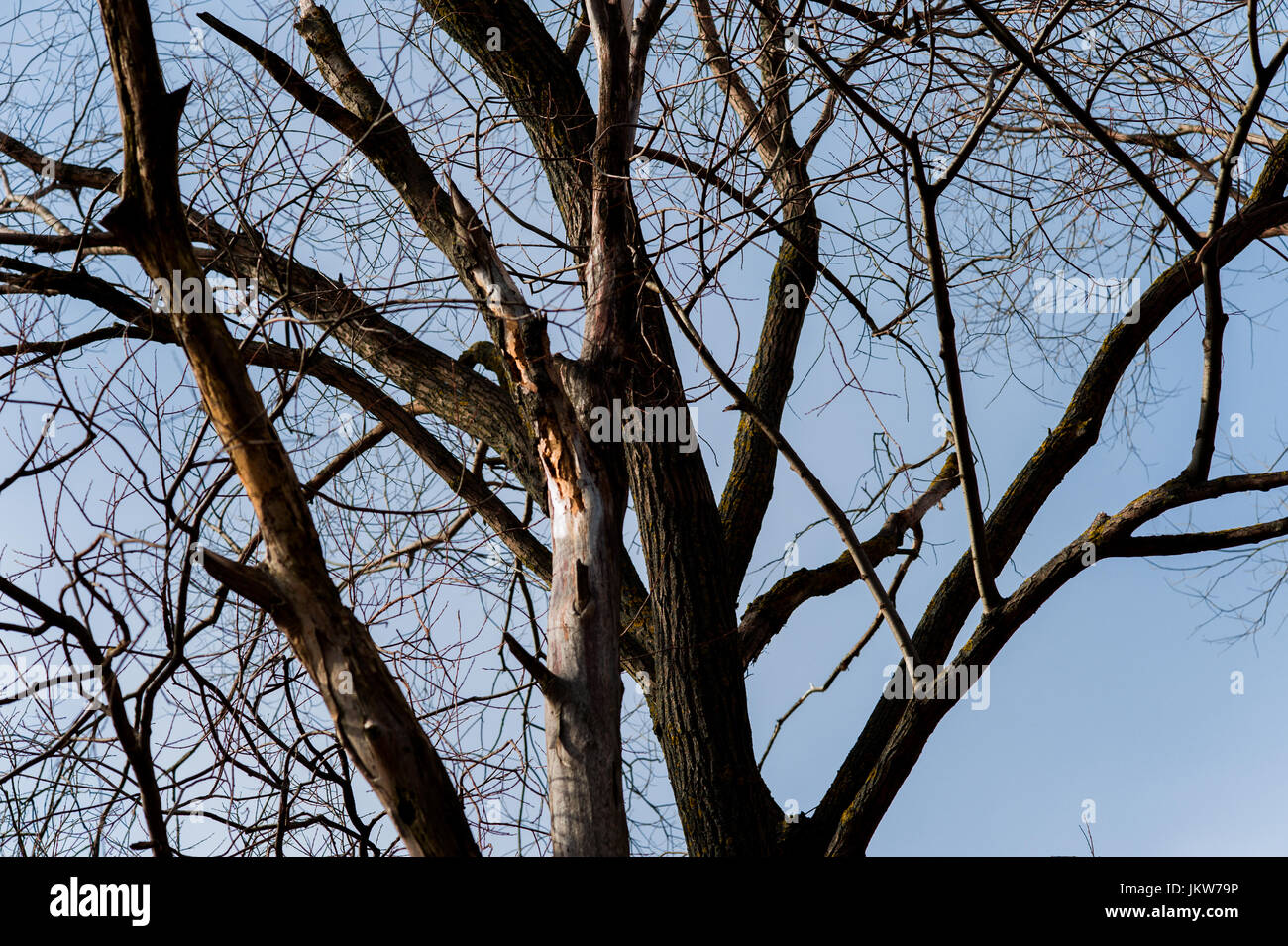 brunch of tree in dry season, background is blue sky Stock Photo - Alamy