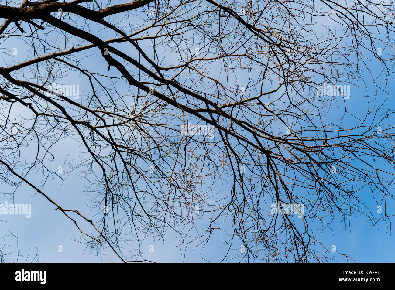 brunch of tree in dry season, background is blue sky Stock Photo - Alamy
